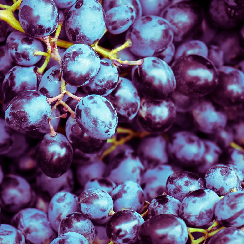 Flavonoids and Phenol Manfuacuring and Production