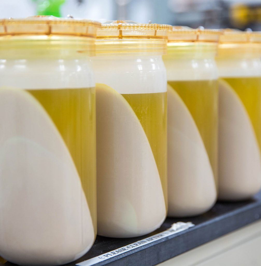 Microbial Fermentation Scale Up